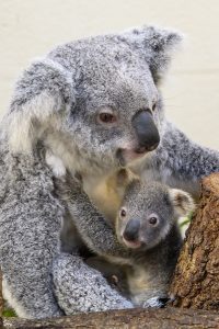 Upright or koala breastfeeding positions - Eszter Bove